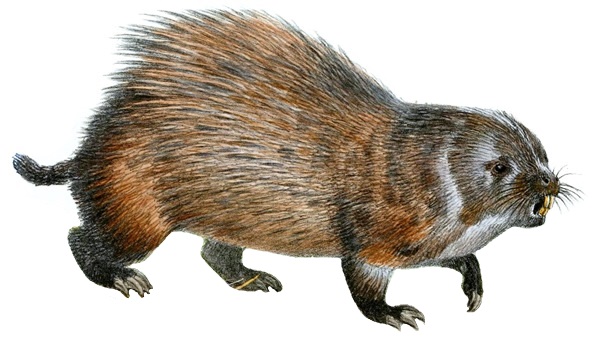 How to cook muskrat | Twin On Tour